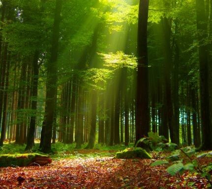 Judicial Education Programs – NJCA